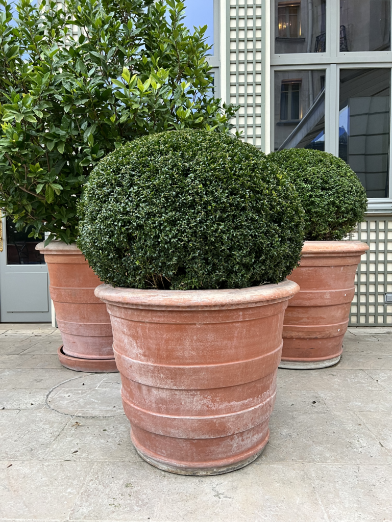Friday Favorites, Weekend Edition – The Potted Boxwood